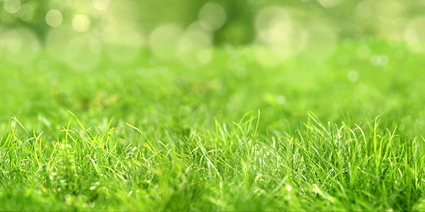 Spring Grass Seeding: Go Green Before St. Patrick's Day